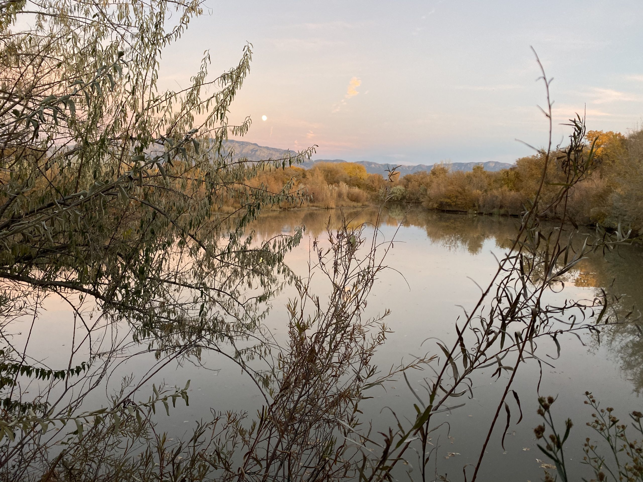 State Land Office Weighs South Valley Bosque Parcel Transfer - The Paper.